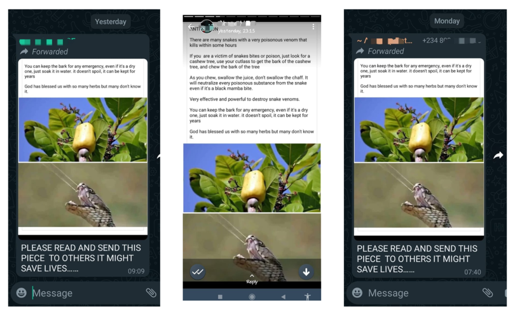 Does cashew bark cure snake bites as claimed in viral WhatsApp message ...